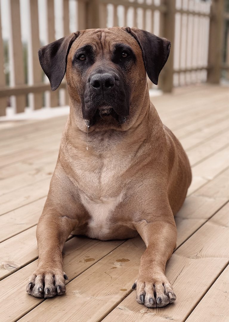 FOD – Foreningen for omplassering av dyr